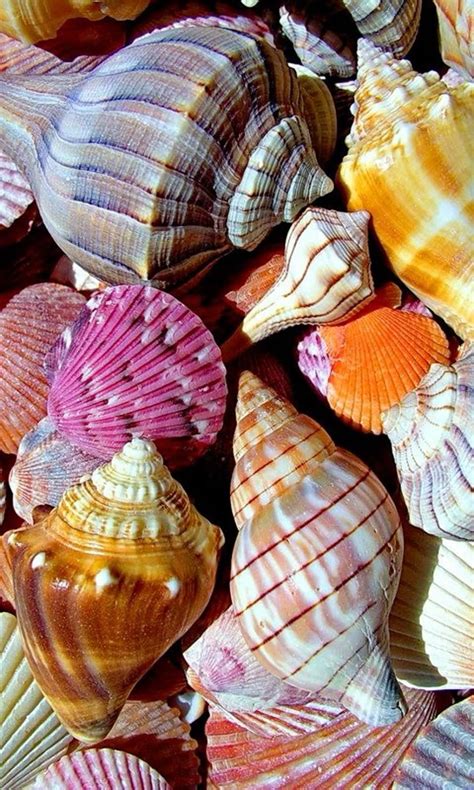 Pretty Wallpapers Discover 57 Wallpepers Ideas Cute Wallpapers Iphone Wallpaper And More