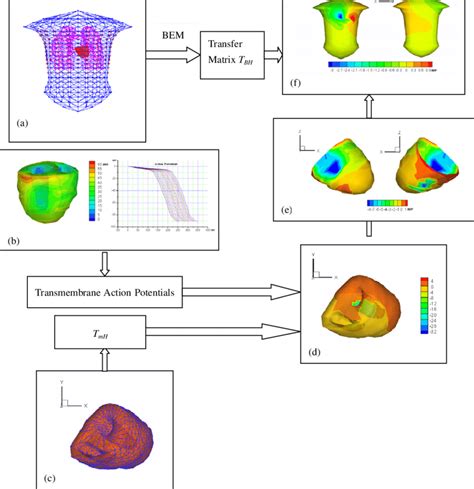 A Schematic Diagram Of The Simulation Protocol A The Realistic Download Scientific Diagram