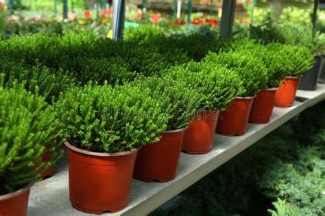 Pots With Beautiful Evergreen Hebe Shrubs Growing In Greenhouse Stock Image Image Of Group