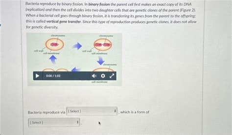 Solved Bacteria Reproduce By Binary Fission In Binary Chegg