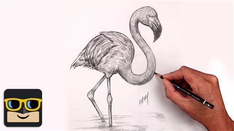 How To Draw A Flamingo Sketch Tutorial Pintando Org