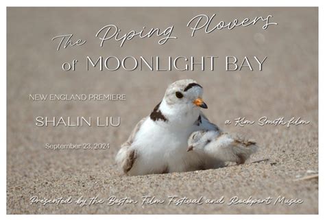 Our Piping Plovers Of Moonlight Bay Boston Film Festival Premiere Is