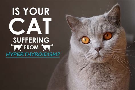 Hyperthyroidism In Cats Learn The Signs Allivet Pet Care Blog