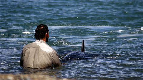 La Increíble Historia De Roberto Bubas El Argentino Que Se Hizo Amigo De Las Orcas Infobae