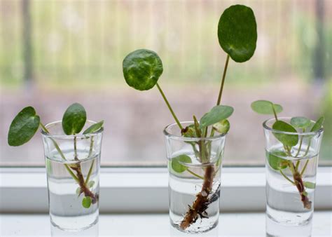 How To Grow And Care Pilea Peperomioides Chinese Money Plant Thearches