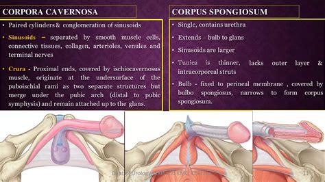 Penis Erection Physiology Pdf