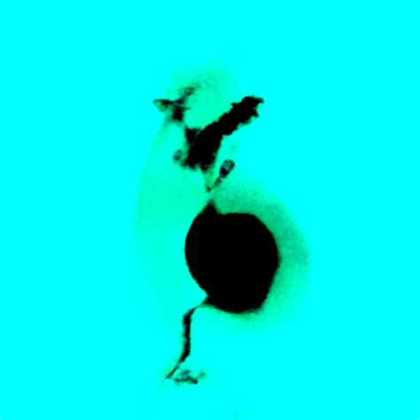 Instance Diffusion Workspace Weights And Biases
