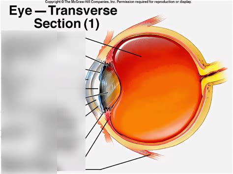Eye Diss Diagram Quizlet