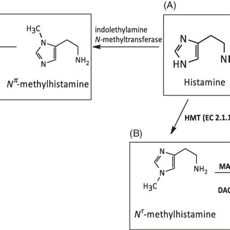 Histamine Biotransformation Pathway Download Scientific Diagram