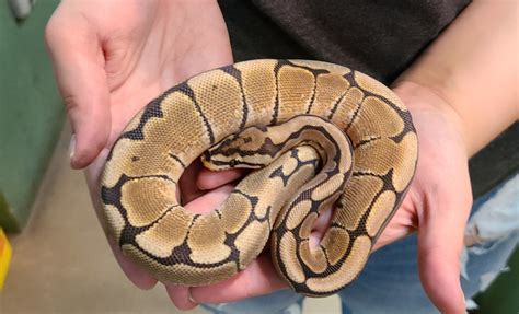 Python Regius Ball Python Spider 2022 Ball Python