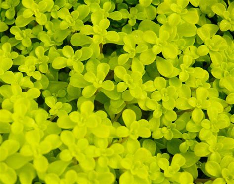 Sedum Makinoi Ogon Secret Garden Growers