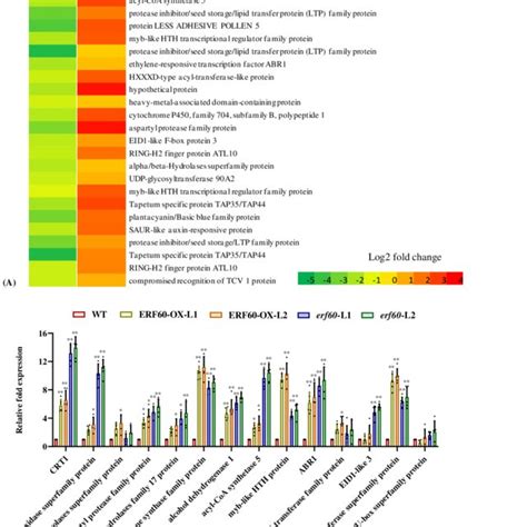 Microarray Analysis And In Vitro Validation Of Selected Target Genes In