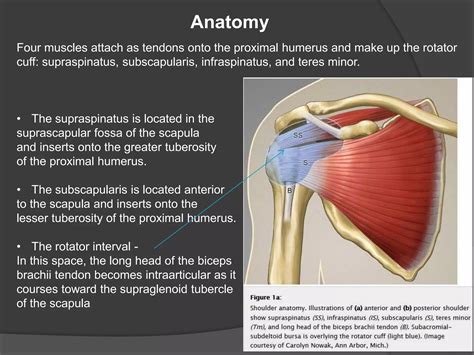 Shoulder Ultrasound Pptx