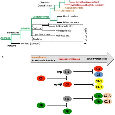 Schematic Depicting Appearance Of The Original Complement Download Scientific Diagram