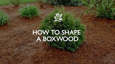 Best Shrubs For Shaping