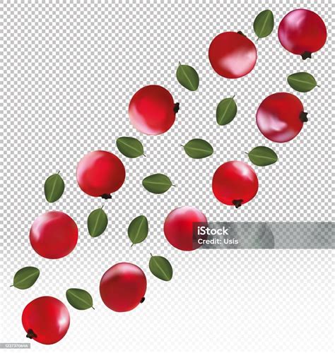 빨간색 건포도 세트입니다 녹색 잎으로 갓 수확 한 붉은 건포도 비타민이 풍부한 유용한 잘 익은 신선한 빨간 건포도 베리 유기농