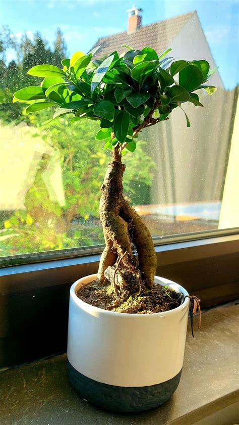 Ficus Microcarpa Bonsai Pruning Watering Care And Pest Management
