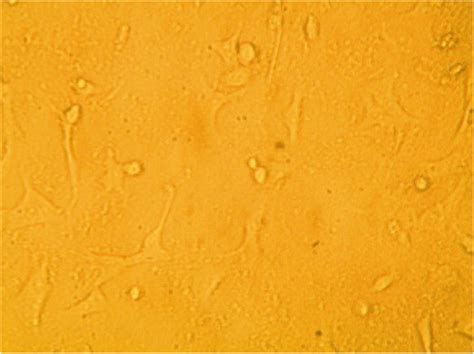 Cell Viability Polyoxymethylene Download Scientific Diagram