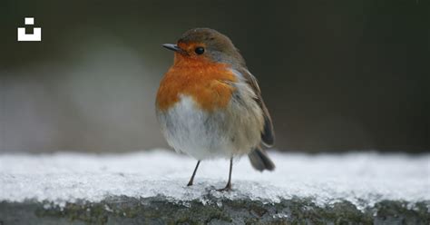 눈 덮인 땅 위에 서 있는 작은 새 사진 Unsplash의 무료 야생 생물 이미지