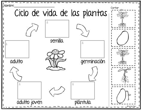 Ciclodevidadelasplantas 1pdf Ciclo De Vida De Las Plantas Ciclos De