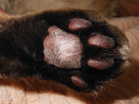 Feline Plasma Cell Pododermatitis Clinicians Brief
