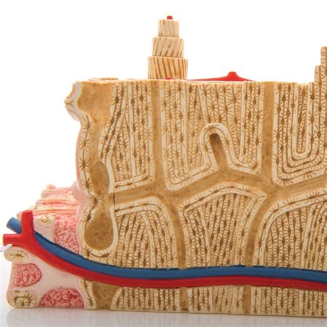 3b Microanatomy Bone Structure 80 Times Enlarged