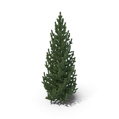 Evergreen Shrub Png
