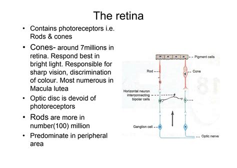Solution Visual Pathway Studypool