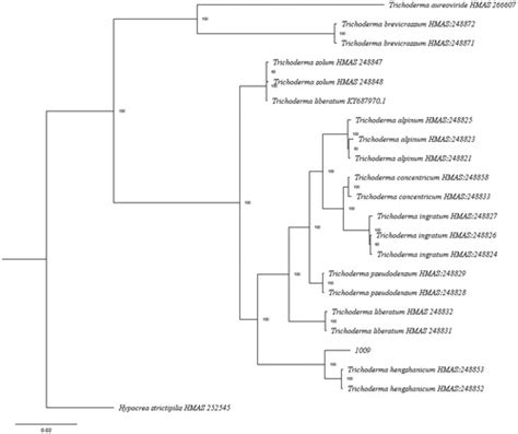 Full Article First Report Of Green Mold Disease Caused By Trichoderma