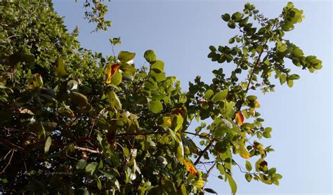 Ziziphus Rugosa Eflora Of India