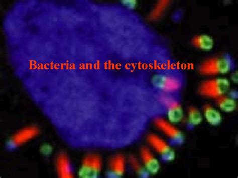 Bacteria And The Cytoskeleton The Human Body Is