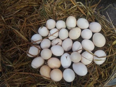 Rat Graves Leiper Gamefowl A Guide To This Exquisite Breed