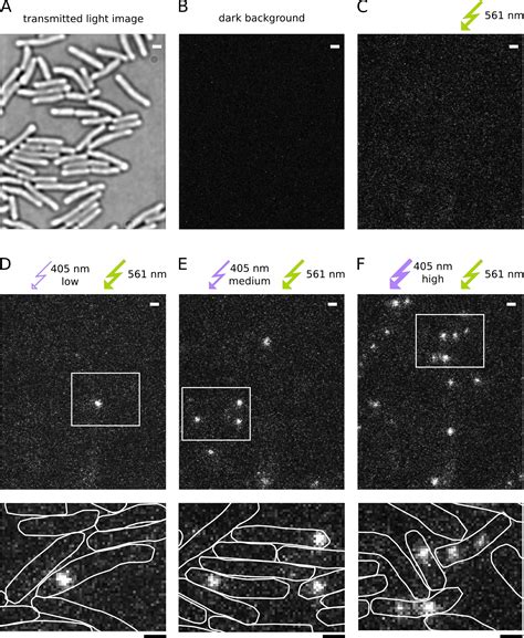 Visualizing Protein Dna Interactions In Live Bacterial Cells Using