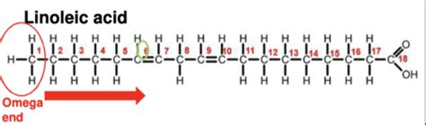 Module 5 Lipids Part 2 Ans 319 Flashcards Quizlet