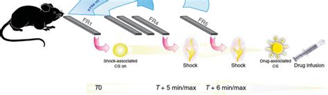 Progressive Ratio Schedule Of Reinforcement The Progressive Ratio Download Scientific Diagram
