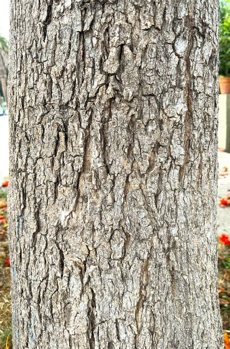 African Tulip Tree Spathodea Campanulata September 2025 Santa