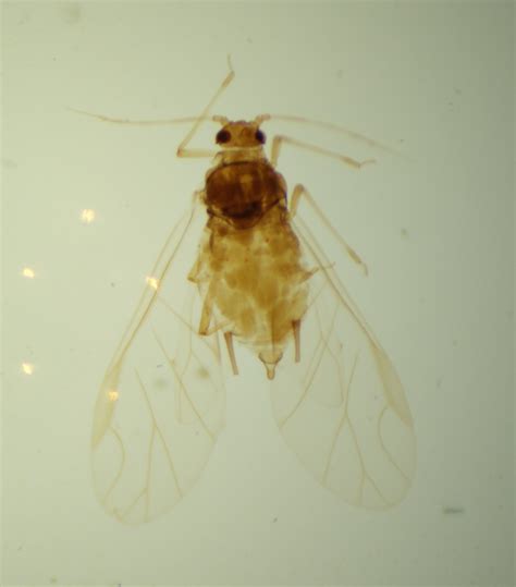 Winged Aphid Bioquipbugs