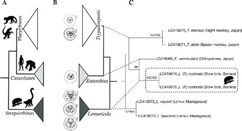 Cladistics Primates