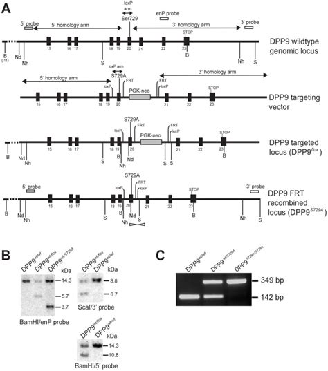 A Representation Of The Dpp9 Wild Type Locus Targeting Vector