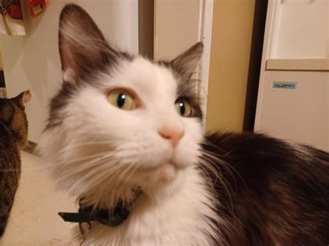 Epogen Injectable Solution 1 Ml Vial Petco