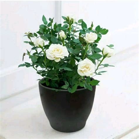 Jual Bunga Suplir Hidup Daun Besar Terbaru Jun Lazada Co Id