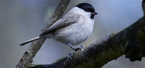 Marsh Tit Life Cycle Nest Building To Fledging And Everything In