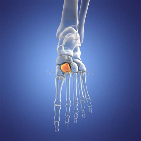 Middle Phalanges Of The Foot 3d Illustration Stock Illustration Illustration Of Ankle