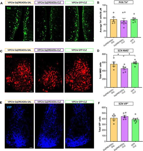 Chronic Activation Of Scn Vip Neurons Induces A Decrease In The Number