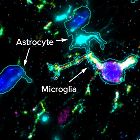 Cosmx™ Mouse Neuroscience Protein Panel Nanostring