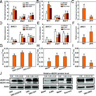 PDF Brassinosteroid Signaling Integrates Multiple Pathways To Release