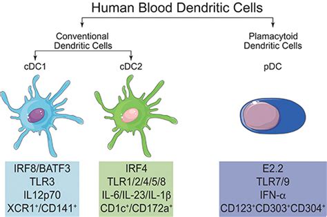 Frontiers Human Dendritic Cells Their Heterogeneity And Clinical Application Potential In