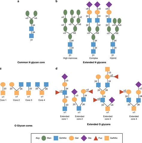 Finding The Sweet Spot Glycosylation Mediated Regulation Of Intestinal