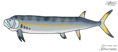Xiphactinus