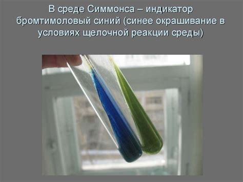 Питательные среды, их классификация - презентация онлайн